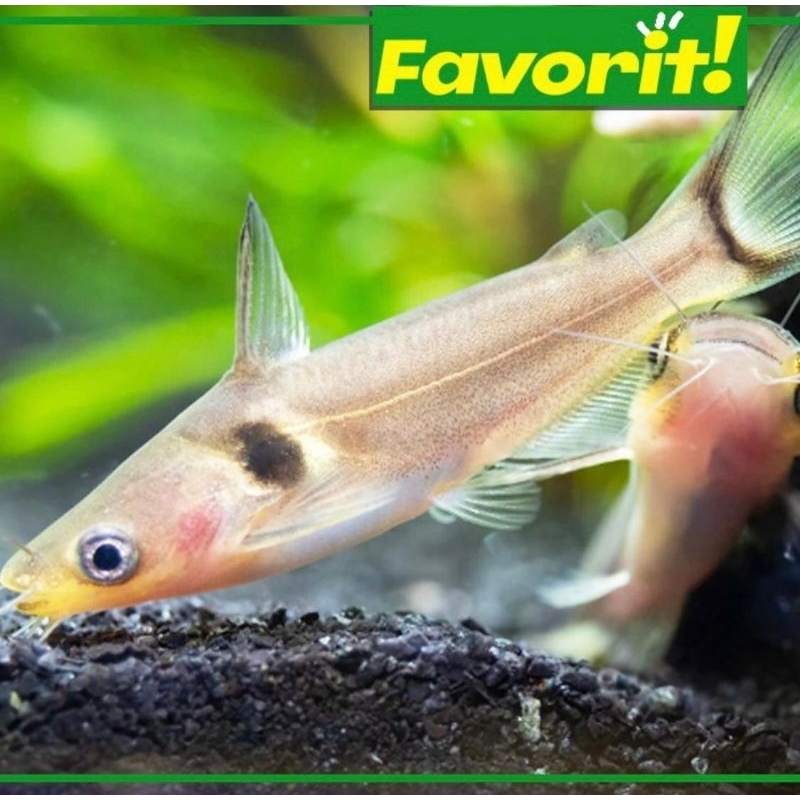 Jual Ikan Hias Baby Gunther Golden Catfish / Sun Catfish atau dikenal ...
