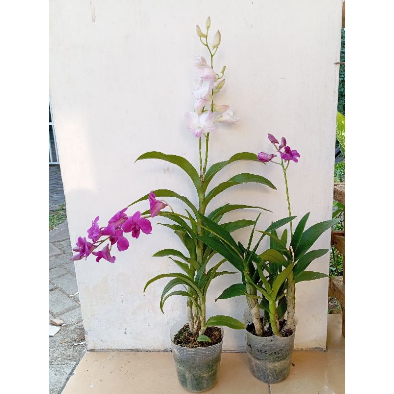 Jual Paket Dendrobium Bunga | Shopee Indonesia
