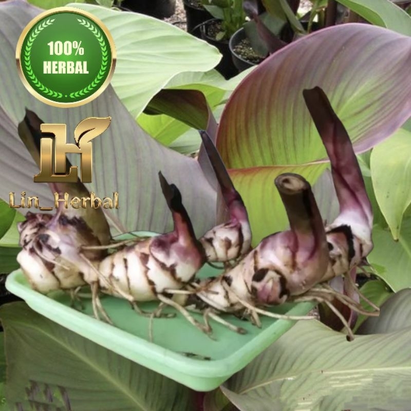 Jual Umbi Ganyong Merah Organik Premium-Umbi Manis Asli 1000 Grm ...