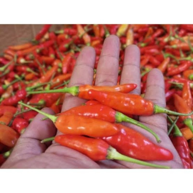 Jual Cabai rawit merah , cabai setan 250gr | Shopee Indonesia