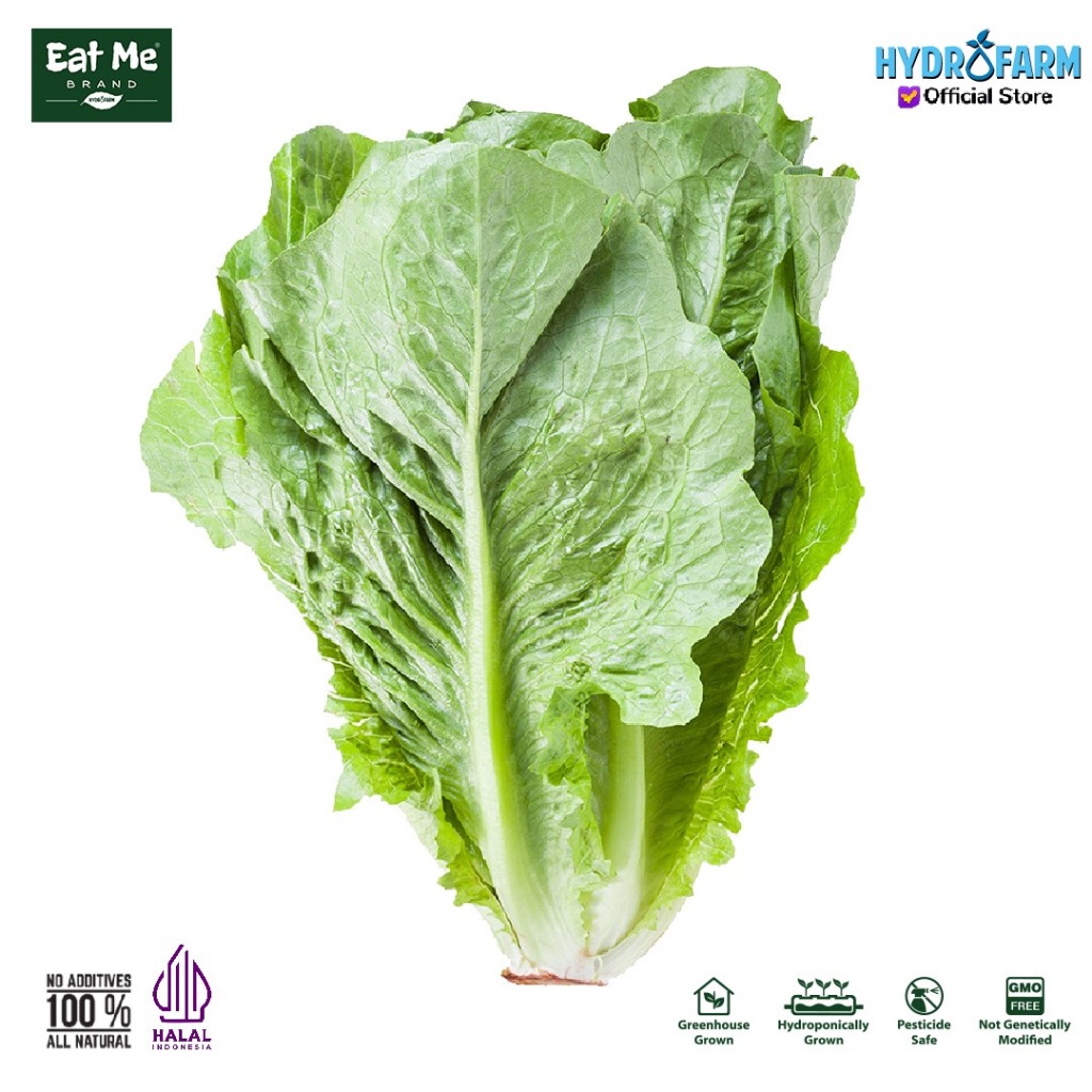 Jual Eat Me Brand - Selada Romaine Lettuce Hidroponik Kg | Shopee Indonesia