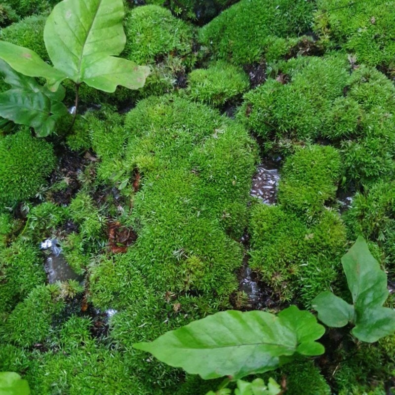 Jual Moss Mutiara Pearl - Tanaman Moss Darat Paludarium Terarium ...