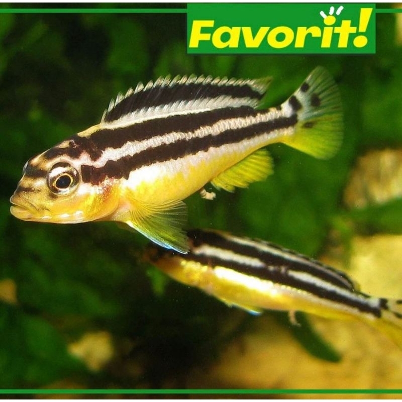Jual Ikan Hias Cichlid Auratus / Golden Mbuna Hiasan Aquarium Aquascape, | Shopee Indonesia