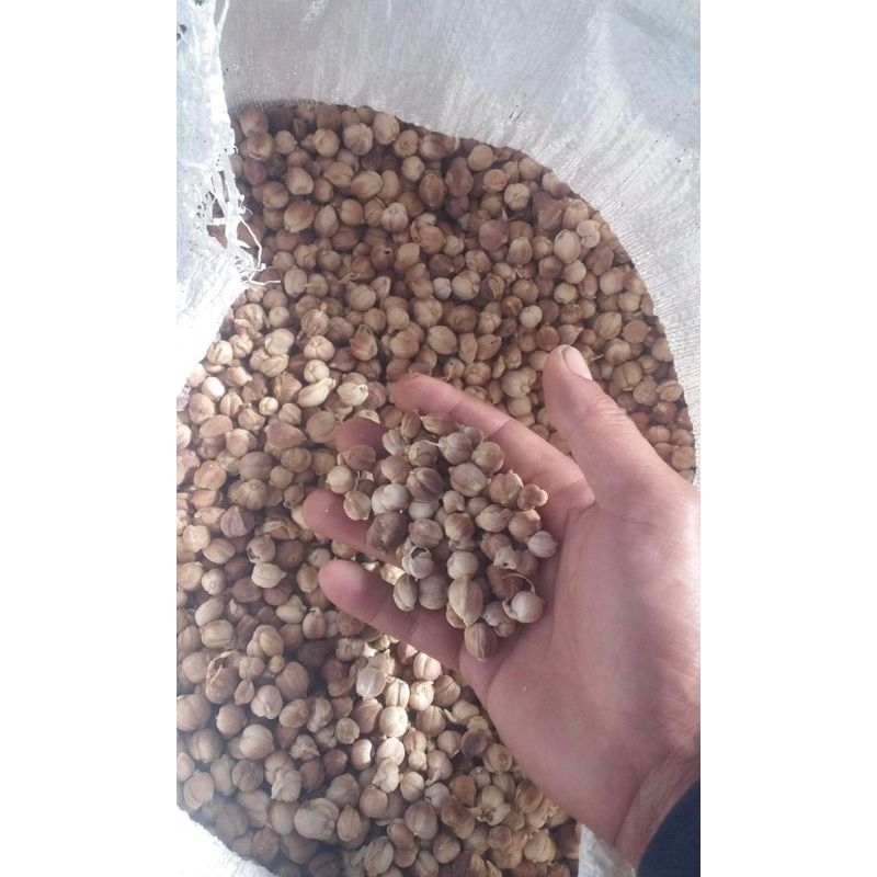Jual Kapulaga Putih Premium 1 kg/ Kapol Putih / White Cardamom | Shopee ...