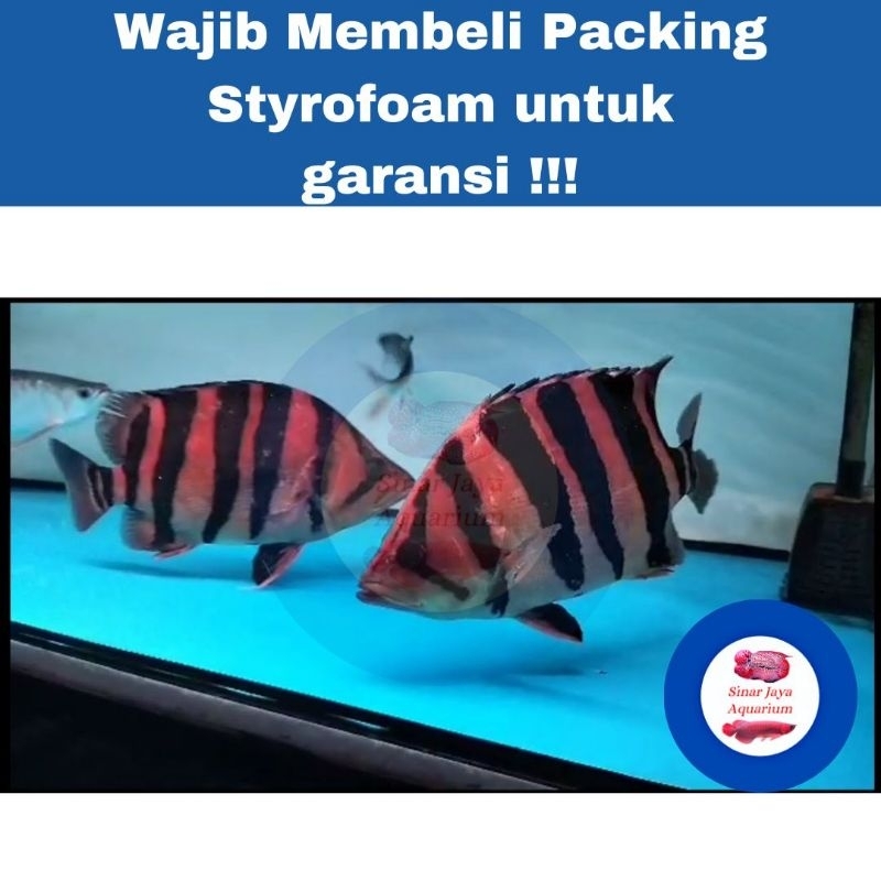 Jual Ikan Tiger Datz Borneo Kalimantan 4 Bar Simetris Tebal Warna Cerah ...