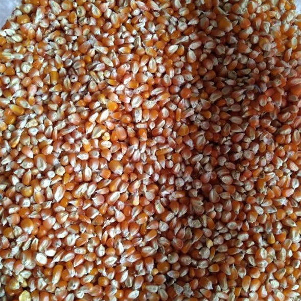 Jual Paling Hemat Jagung kristal pakan merpati repack per 1 kg | Shopee ...