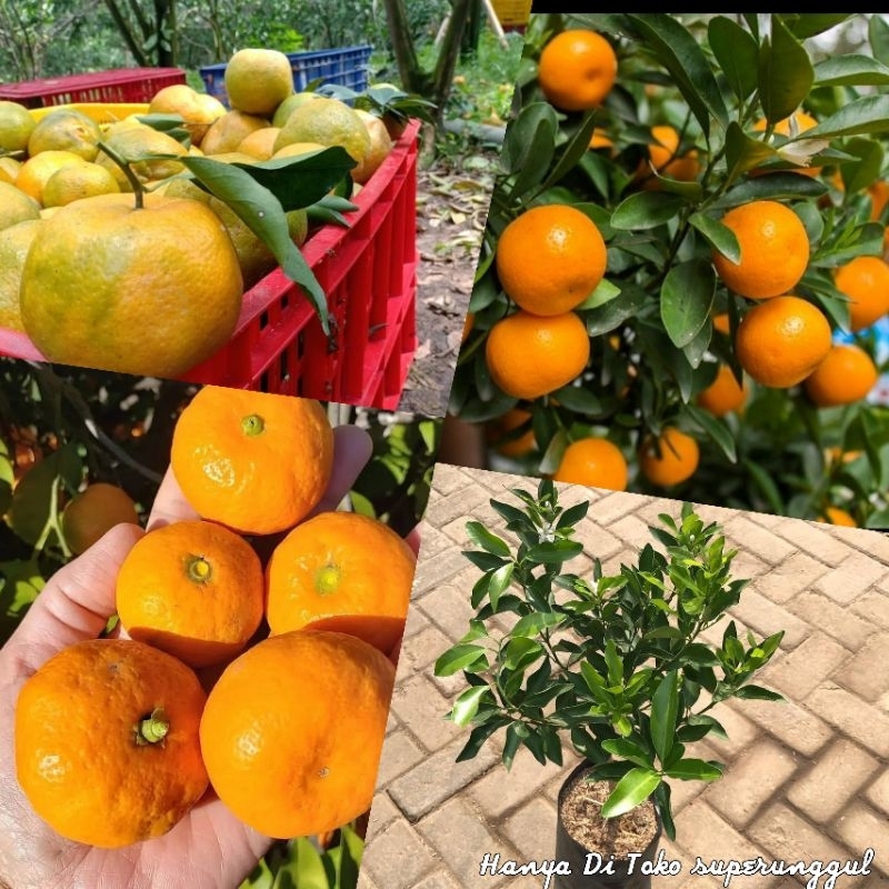 Jual Bibit Jeruk Santang Madu Kondisi Berbuah Lebat | Shopee Indonesia