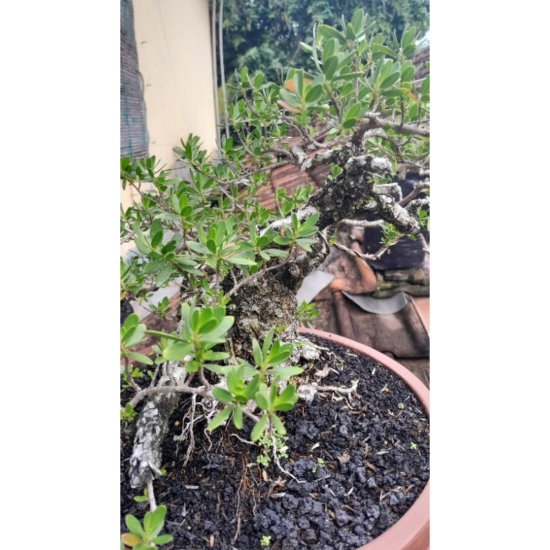 Jual BAHAN BONSAI SANTIGI TUAL MALUKU | Shopee Indonesia