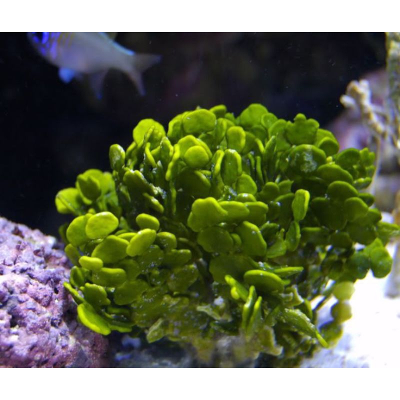 Jual Macro algae hijau Halimeda ( big leaves ) | Shopee Indonesia
