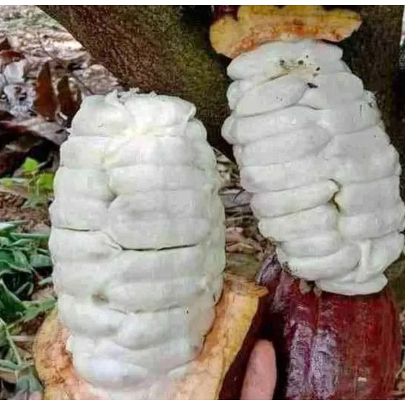 Jual Biji coklat /kakao SIAP SEMAI per 20 biji kecambah | Shopee Indonesia