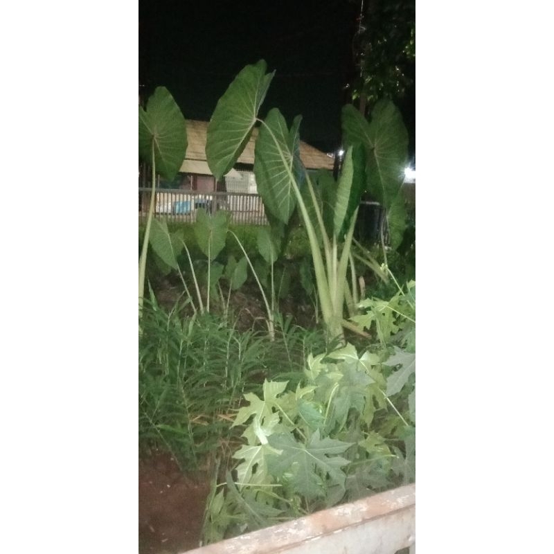 Jual Talas pratama3,Talas p3,talas ungu (jumbo isi 5 ) | Shopee Indonesia