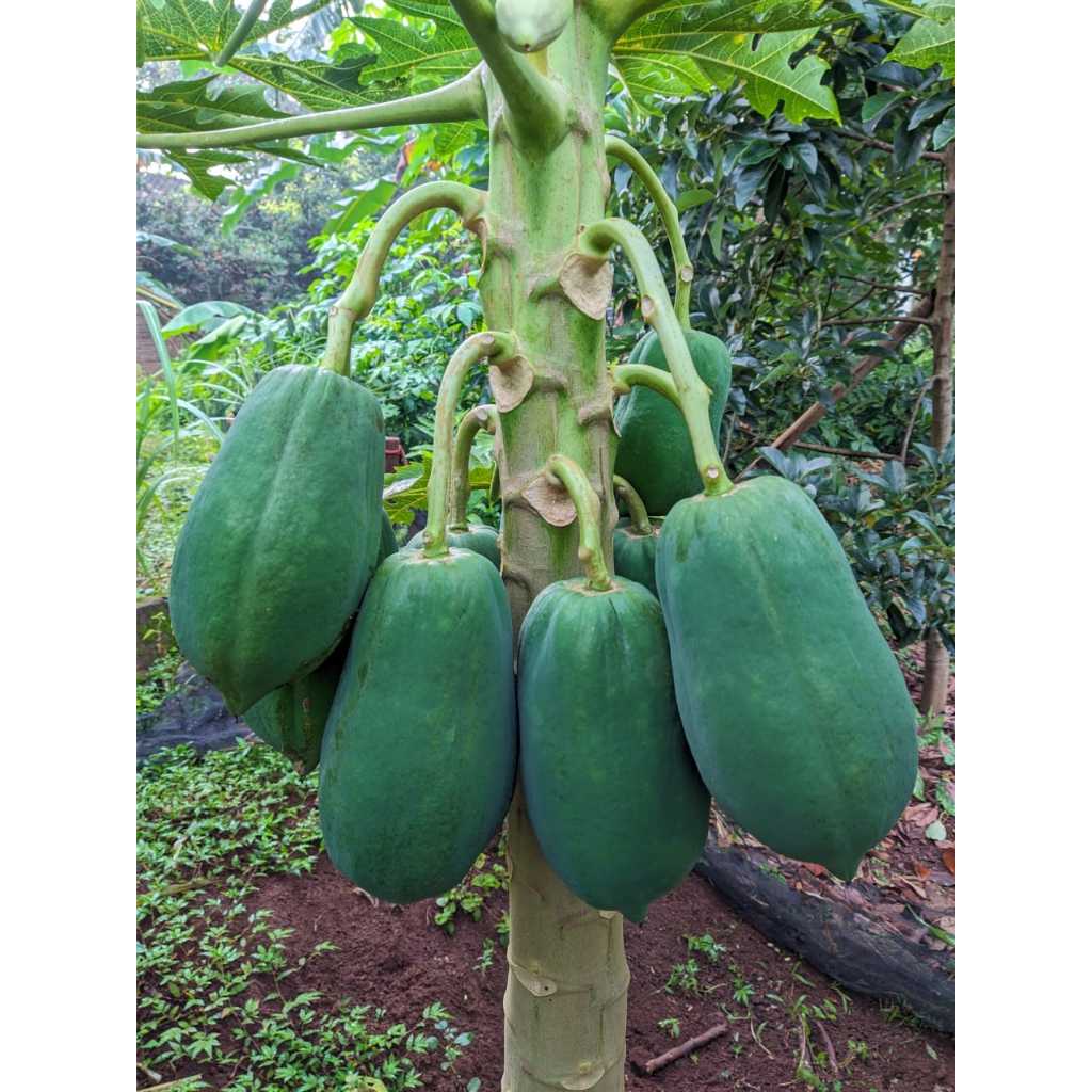 Jual Benih Unggul Pepaya Jumbo Manis Kualitas Terbaik Pendek Sudah ...