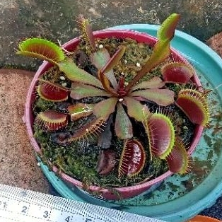 Jual Venus Fly Trap Red Dragon | Shopee Indonesia
