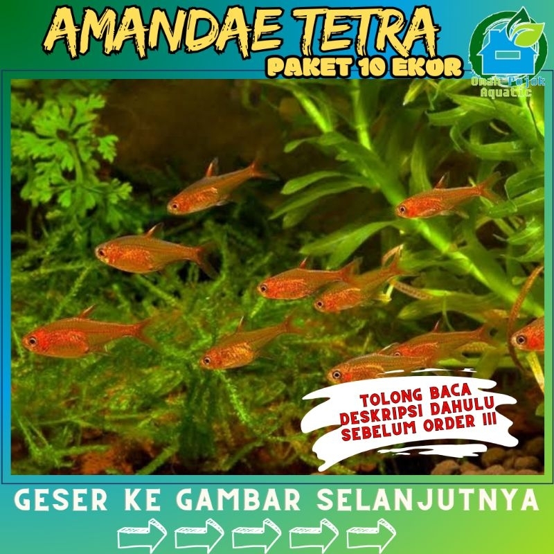 Jual paket isi 10 Amandae tetra | Shopee Indonesia