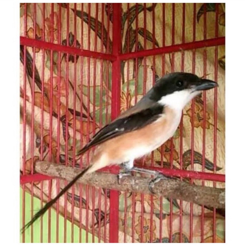 Jual KODE X75H burung pentet ori jatim pilihan mulus ekor nglewer ...