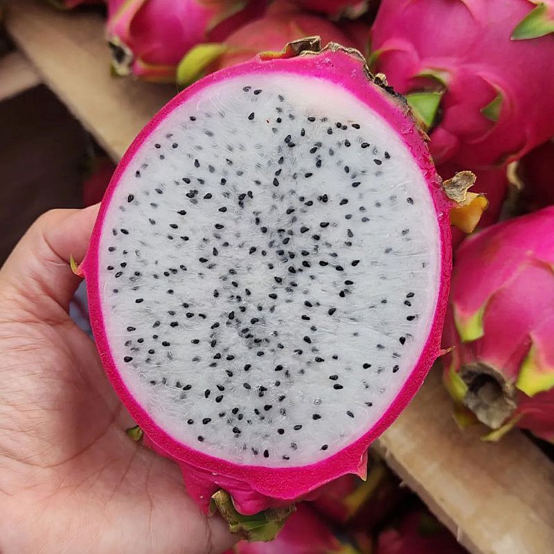 Jual Buah Naga Putih 1kg | Shopee Indonesia