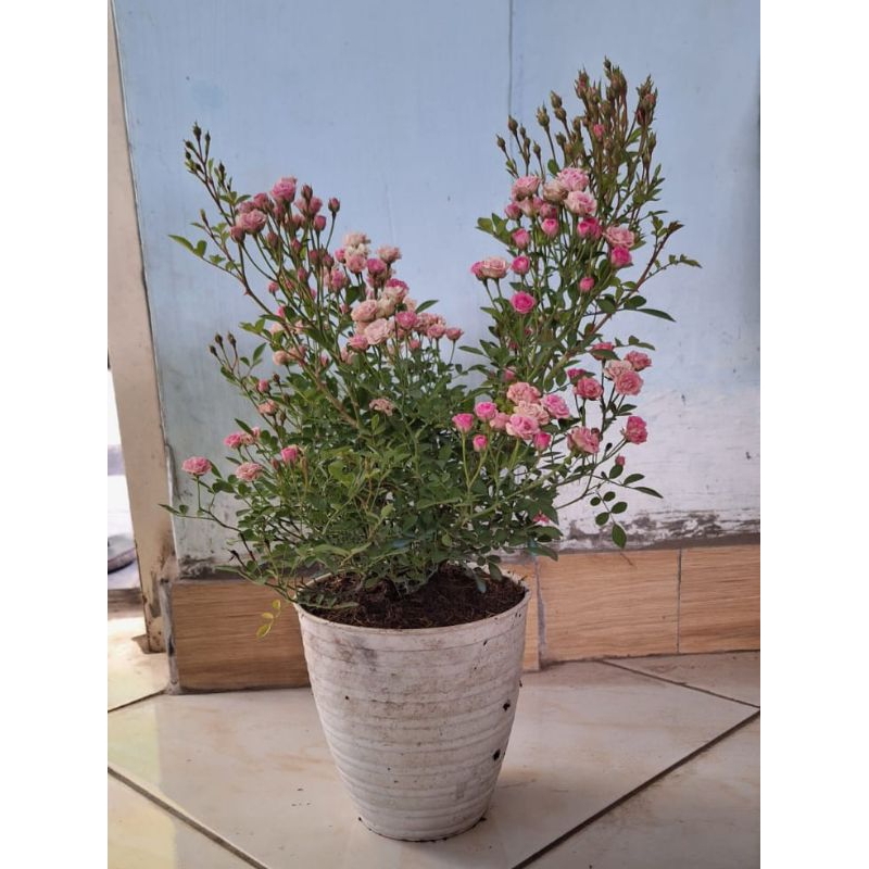 Jual Mawar Babyrose Dewasa Dikirim dengan Pot Full Media | Shopee Indonesia