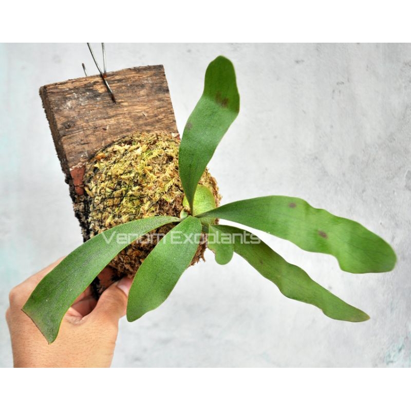 Jual VE1336 Platycerium bifurcatum Dutch Netherlands tanaman pakis paku ...