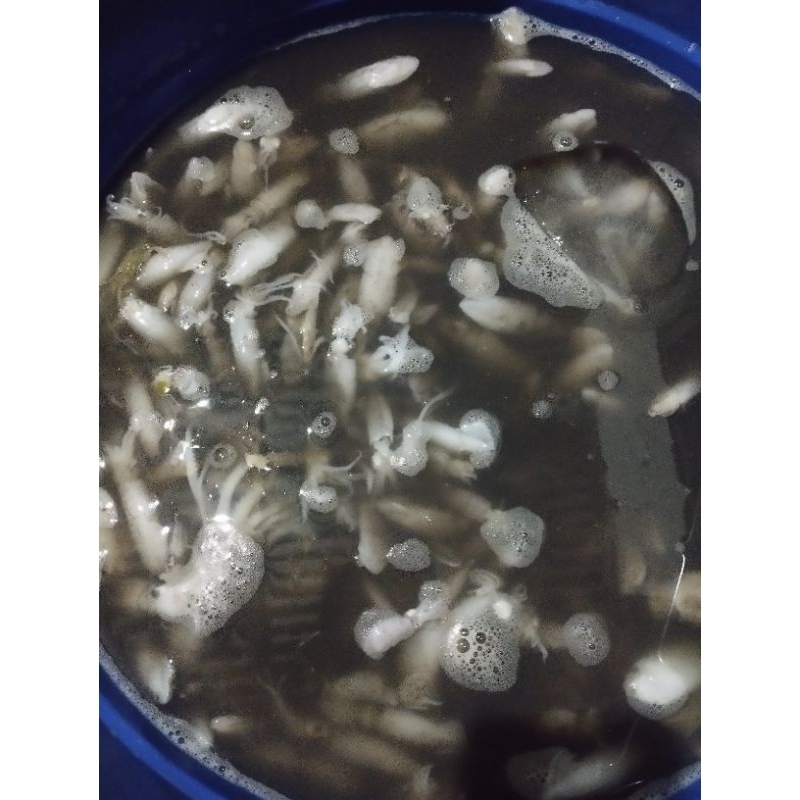 Jual BABY CUMI FRESH 500gram | Shopee Indonesia