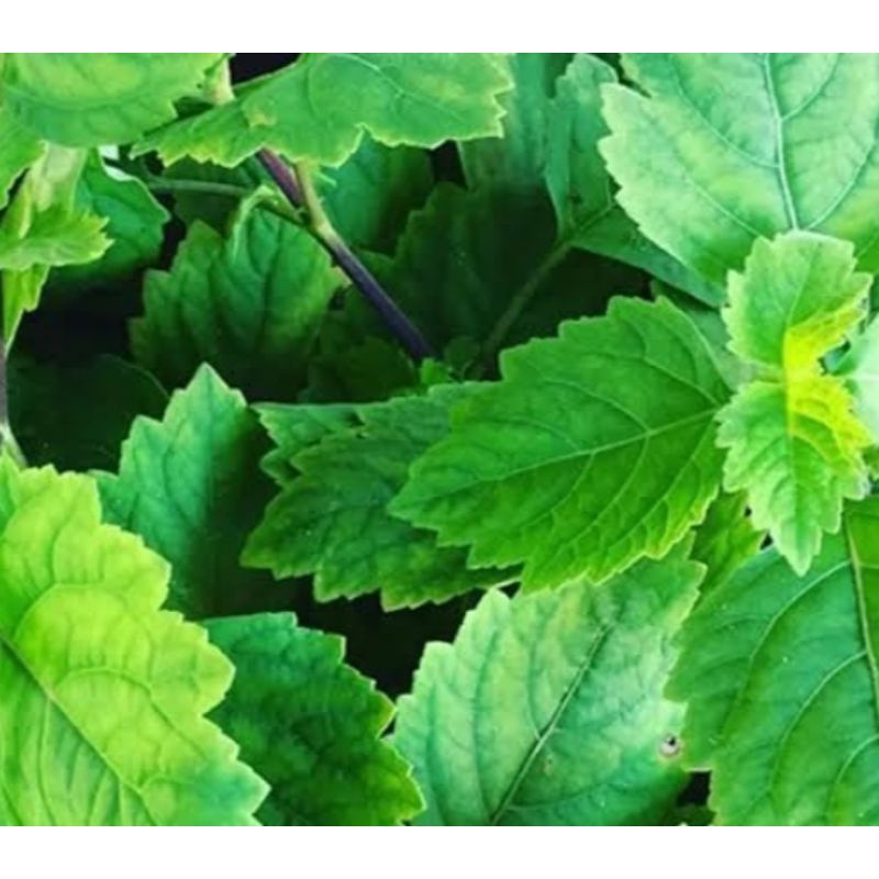 Jual daun nilam segar pres per 100gram | Shopee Indonesia