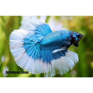 Jual ikan cupang slayer butterfly big ear - ikan cupang halfmoon slayer ...