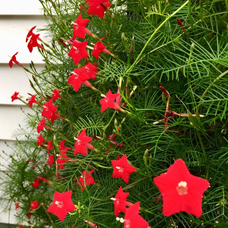 Jual Bibit Benih Bunga Songgolangit (10 Butir) | Shopee Indonesia