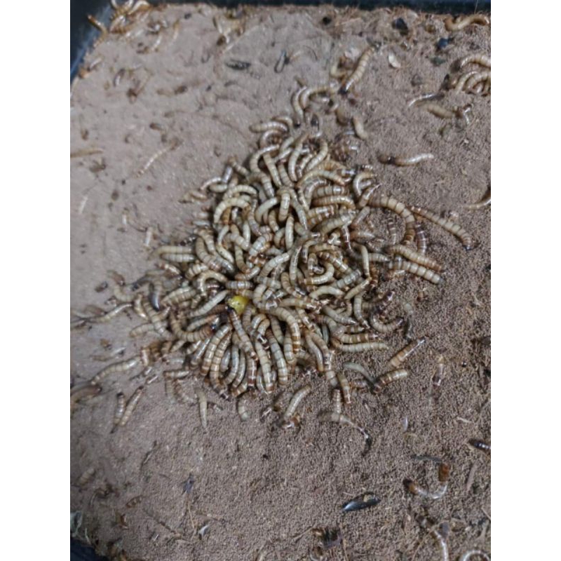 Jual Ulat jerman hidup 1000 gram bersih Premium /Khusus Arwana | Shopee ...