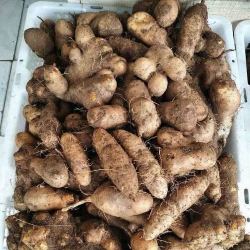 Jual Umbi Gembili Segar 1kg – Ubi Tradisional Kaya Manfaat | Shopee ...