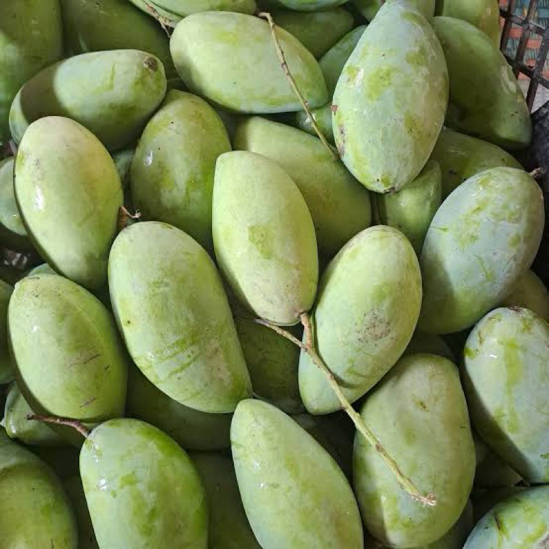 Jual Mangga muda utuh/mangga asem/mangga cocok untuk rujak | Shopee ...