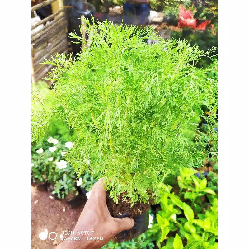 Jual Tanaman Hias Cemara Adas Hijau Daun Rimbun Dan Siap Tanam | Shopee ...