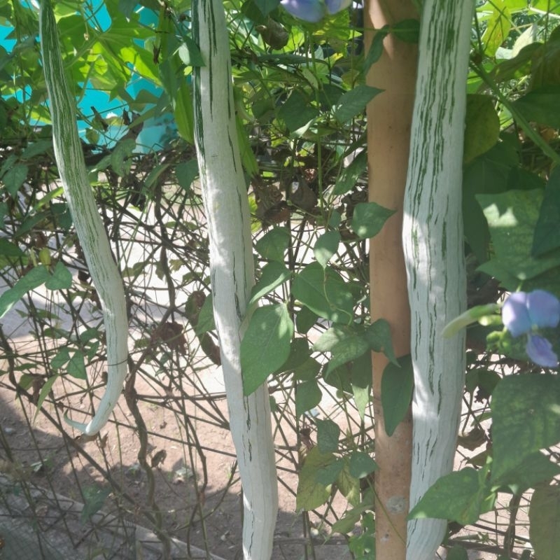 Jual BIBIT PARE BELUT PUTIH 🫒 10 BIJI 🫒 PRODUK NATURAL ORGANIK | Shopee ...