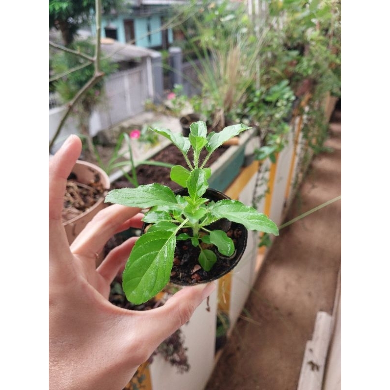 Jual Biji Benih Tanaman Ruku-ruku Basil (Kemangi Padang) | Shopee Indonesia