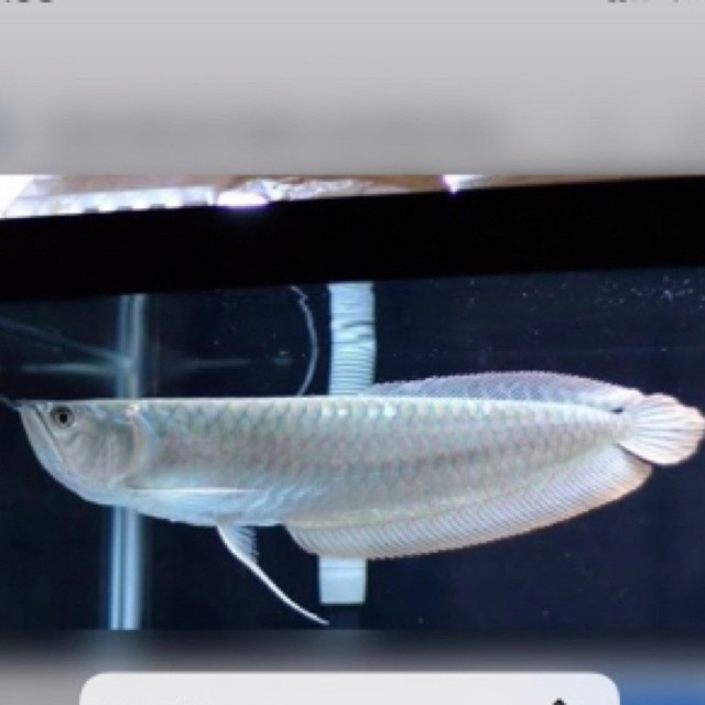 Jual ARWANA SILVER / IKAN HIAS ARWANA SILVER / IKAN HIAS AQUARIUM ...