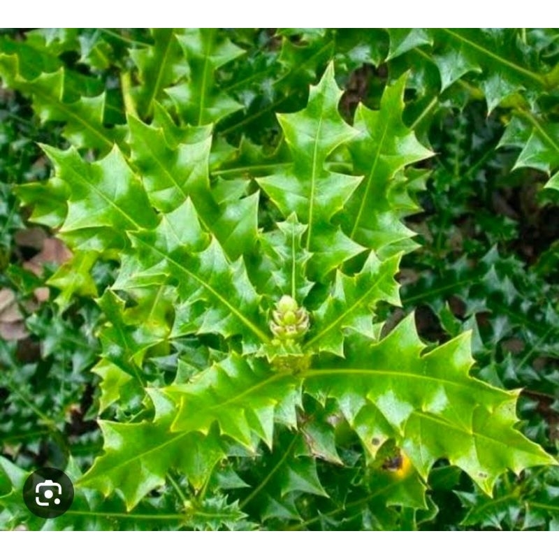 Jual Daun Daruju Segar Jeruju 500 Gram Obat Herbal Tradisional Baru ...