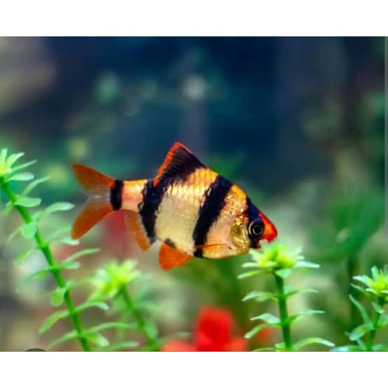 Jual Ikan Hias Tiger barb | Shopee Indonesia