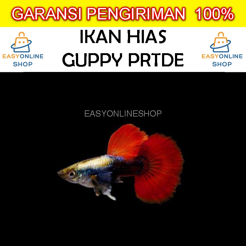 Jual Ikan Hias Guppy PRTDE ikan hias air tawar aquascape aquarium | Shopee Indonesia