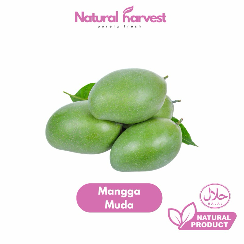 Jual Mangga Muda Super 1kg | NaturalHarvest! | Shopee Indonesia