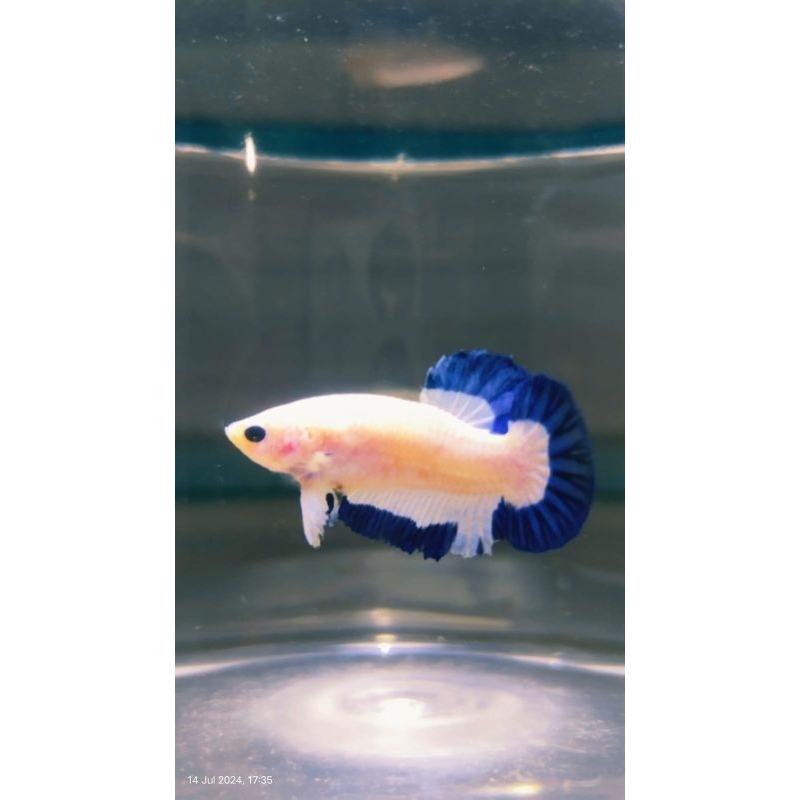 Jual Ikan Cupang Blue Rim | Shopee Indonesia