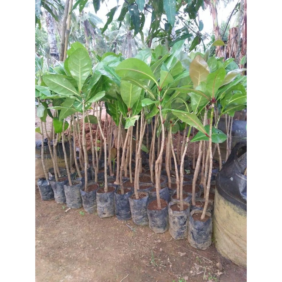 Jual Bibit Tanaman Butun / Keben - Kerabat Mangrove - Simbol Perdamaian ...