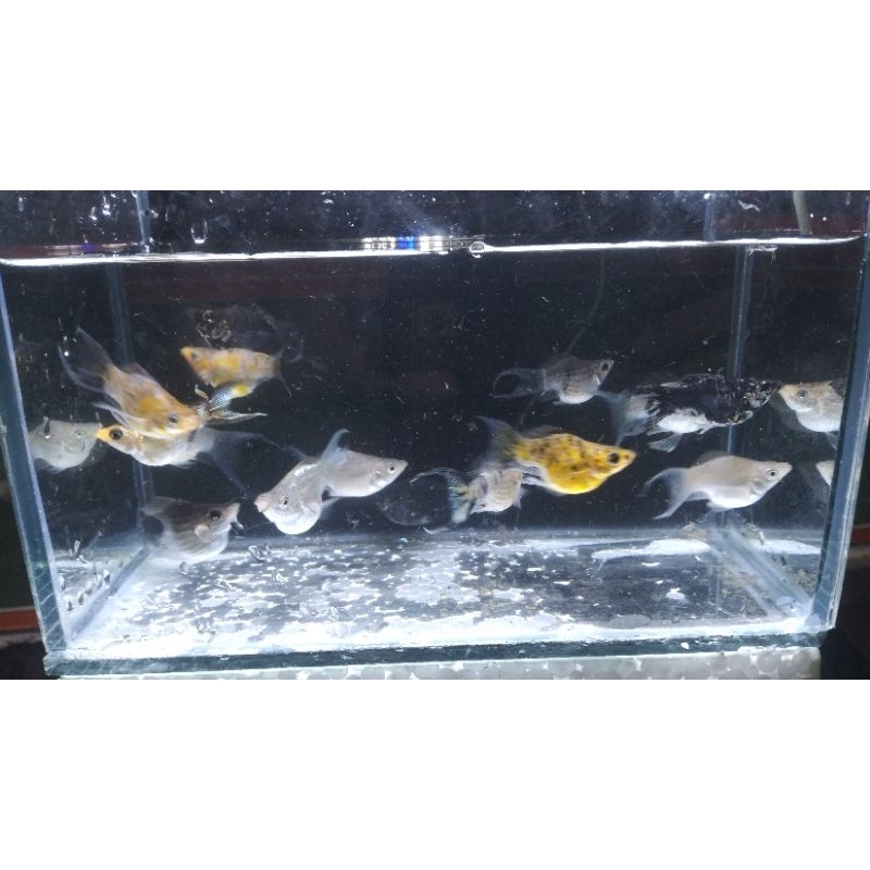 Jual Ikan Molly Balon Cawang | Shopee Indonesia