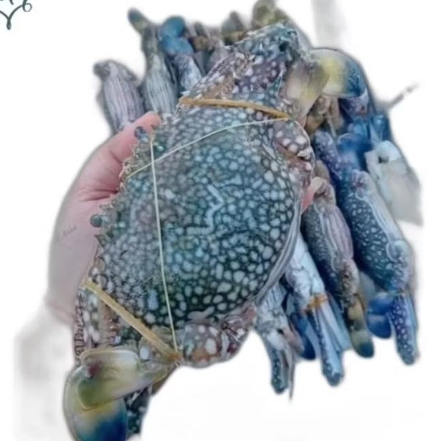 Jual RAJUNGAN BESAR/ BIG SEGAR TERMURAH 1KG KEPITING RANJUNGAN JUMBO ...