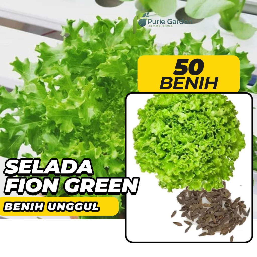 Jual Benih Bibit Selada Hijau Fion Green 50 Benih PG SBY | Shopee Indonesia