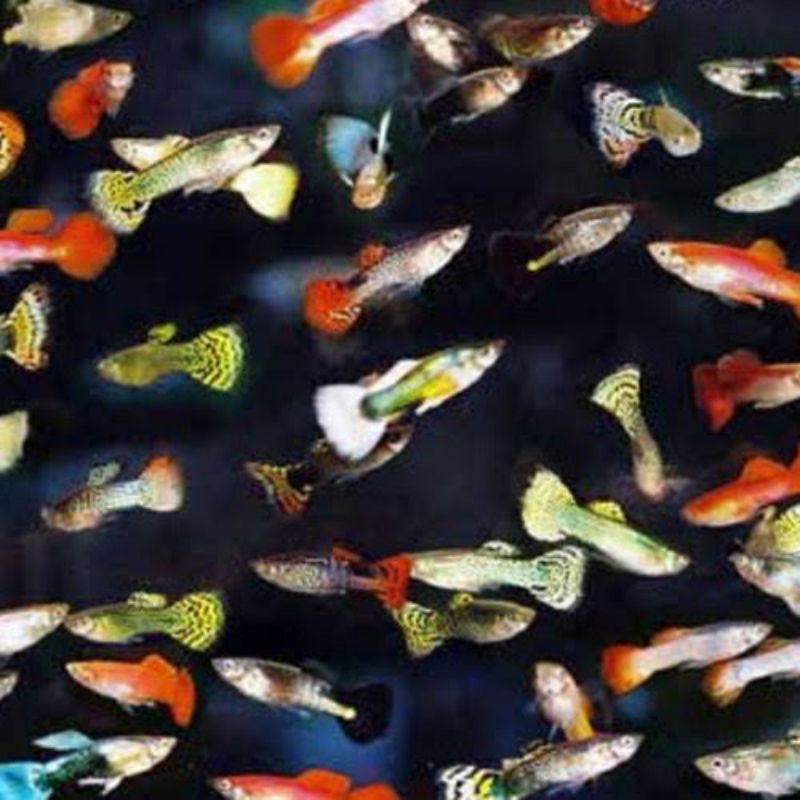 Jual paket guppy cendolan isi 20 bonus pakan bergaransi | Shopee Indonesia