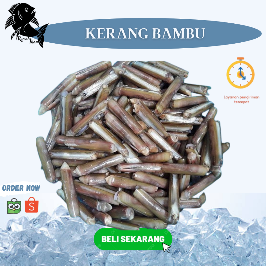 Jual Ready Kerang Bambu Segar 1Kg | Shopee Indonesia