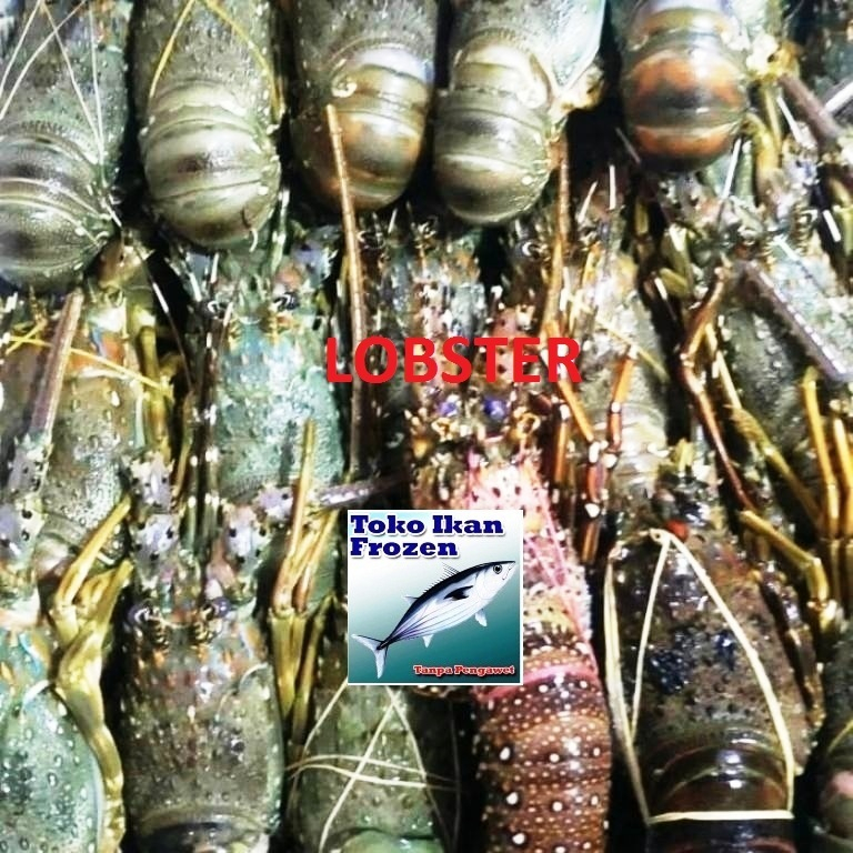 Jual LOBSTER Laut / Udang Lobster / Frozen Fresh / 1 kg | Shopee Indonesia