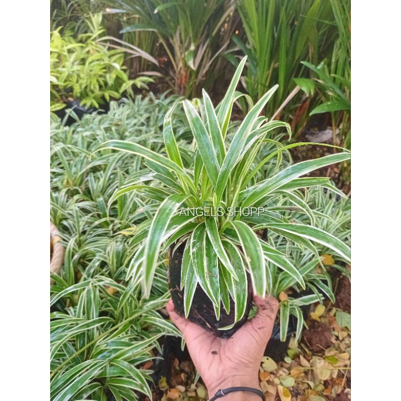 Jual TANAMAN LILY PARIS/UBI SPIDER PLANT/TANAMAN INDOOR | Shopee Indonesia