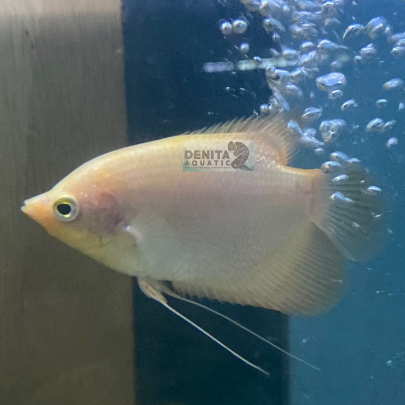Jual IKAN GURAME PADANG / BIBIT IKAN GURAME PADANG / IKAN HIAS GURAME ...
