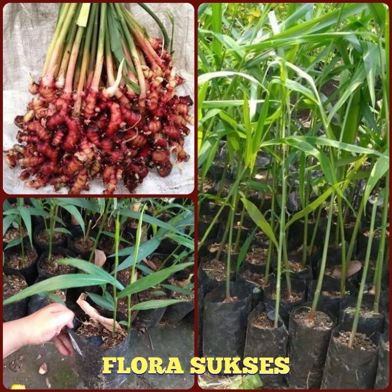 Jual Tanaman Jahe Merah Tanaman Herbal Rimpang Jahe Merah Asli | Shopee ...