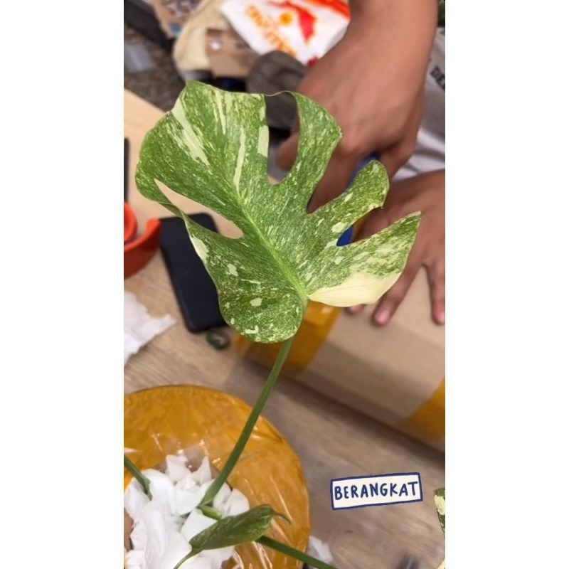 Jual monstera double platinum ruang tanam jakarta | Shopee Indonesia
