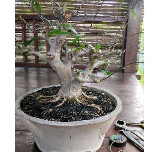 Jual Bonsai Anting putri ukuran sedang | Shopee Indonesia